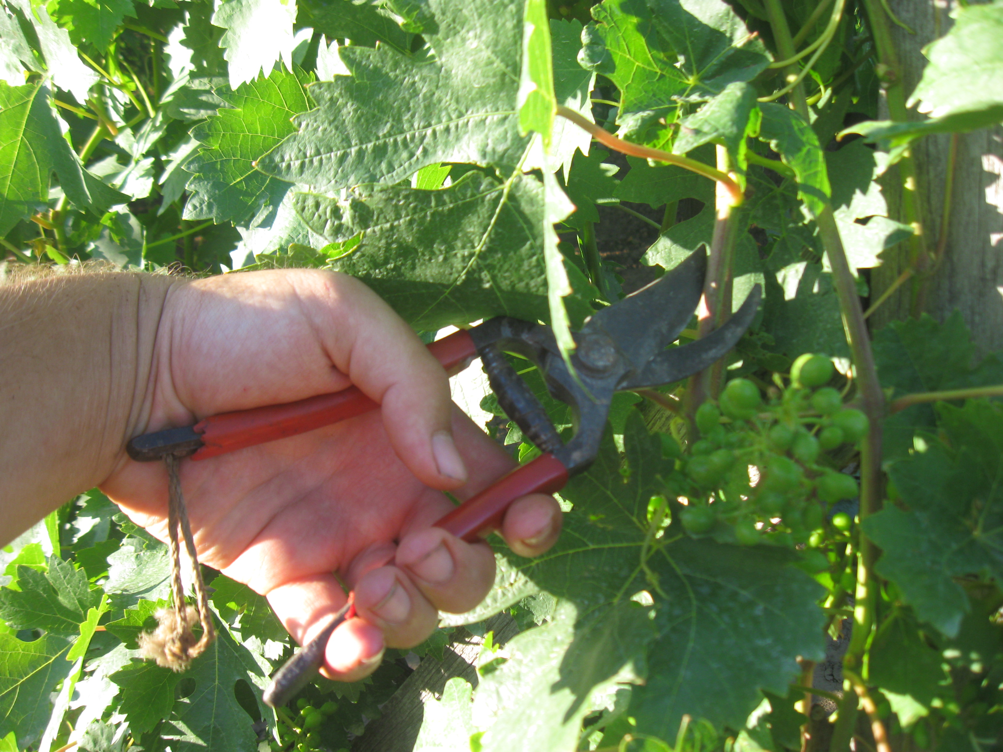 Fall Pruning Tips and Information - Landscaping Services